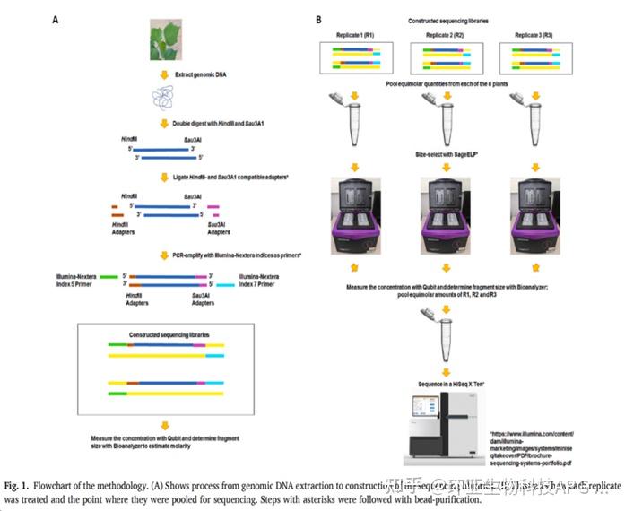 Pippin系列全自动DNA片段回收系统助力ddRAD-Seq测序进行大规模种群遗传多样性研究 - 知乎