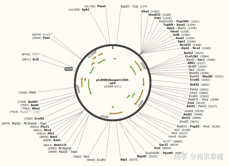 Snap gene 质粒的图谱如何特征显示，线性转环状如何修改 - 知乎