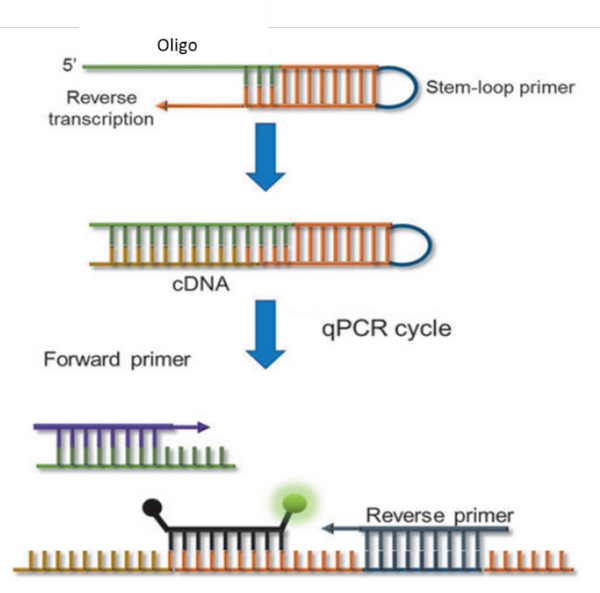 RT-qPCR技术在寡核苷酸DMPK定量分析中的应用 - 知乎