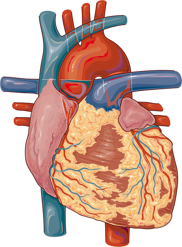 心血管领域重要杂志和会议推荐 - 知乎