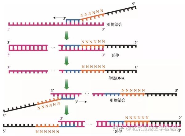 【生殖专题】试管婴儿（6）：第三代试管婴儿（PGT）单细胞扩增技术 - 知乎