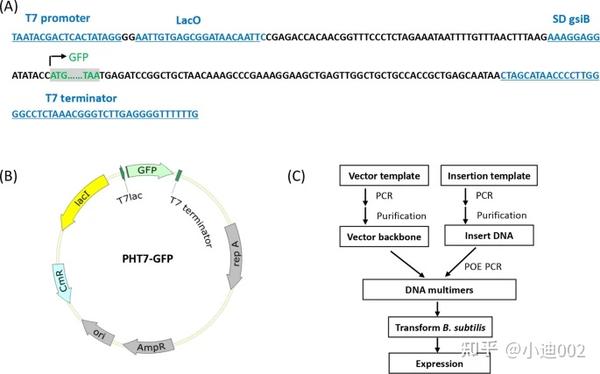 生物反应器应用 | 枯草芽孢杆菌T7异源蛋白高效表达系统 - 知乎