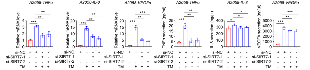STTT︱空军军医大学李春英团队揭示长寿基因家族成员SIRT7在黑色素瘤发展和免疫逃逸中的作用和机制 - 知乎