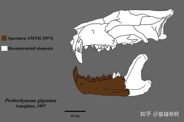 新生代巨兽猛兽及其他掠食者精简名录：古兽争锋榜（古近纪篇） - 知乎
