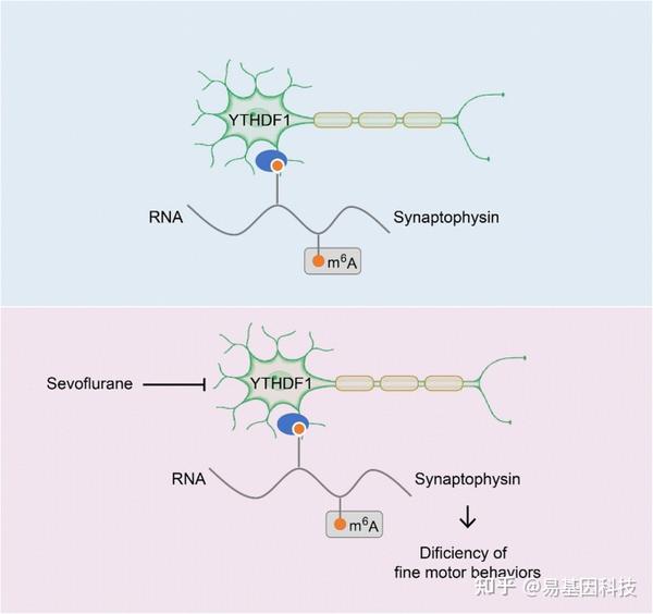甲基化RNA免疫共沉淀(MeRIP-seq/m6A-seq)信息分析流程 - 知乎