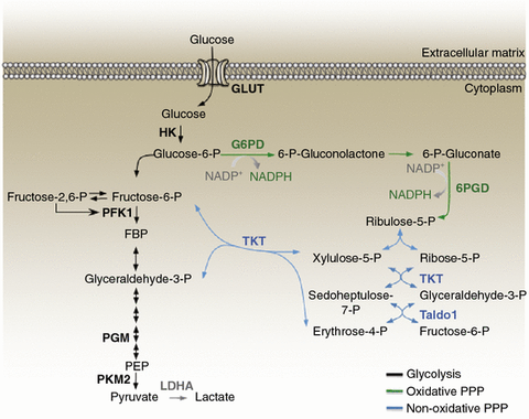 PFK2（磷酸果糖激酶2）能不能算是糖酵解过程的限速酶？ - 知乎