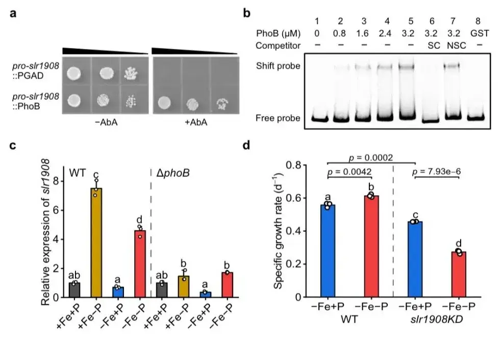 项目文章 | Nature Commun&蓝藻转录因子PhoB对磷/铁的营养元素限制的调控机制 - 知乎