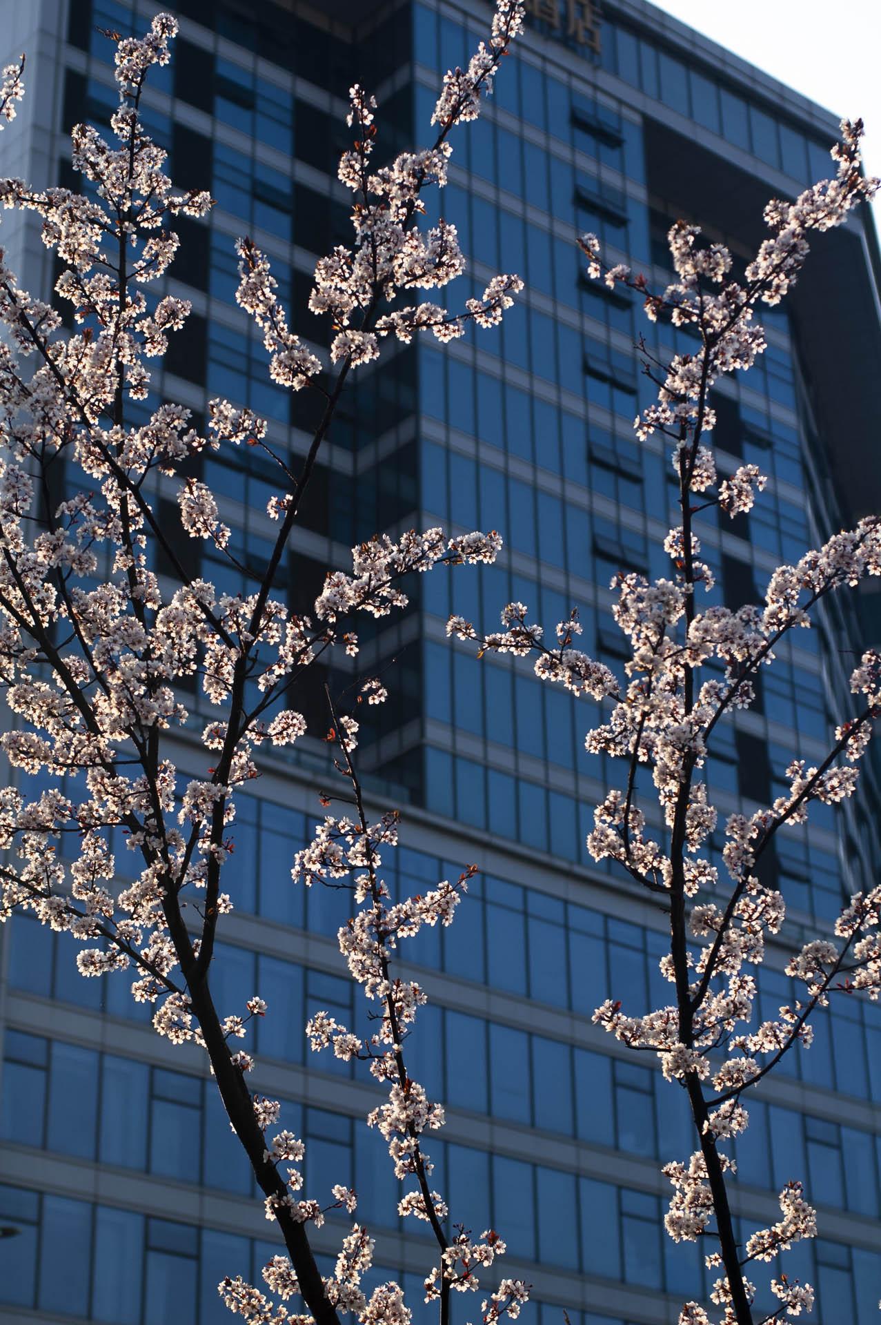 那时花开：20年后重拾尼康D70S相机！ - 知乎