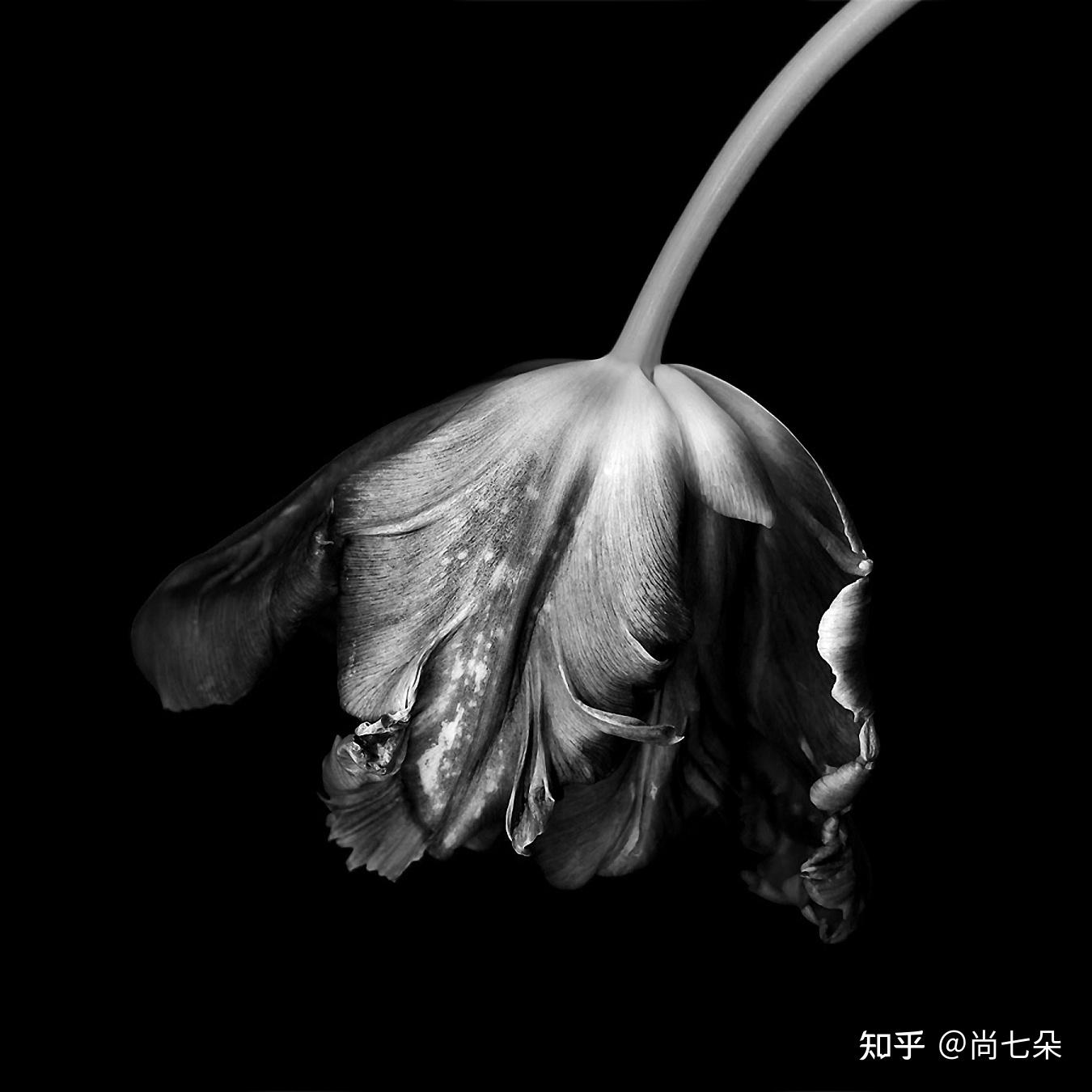 Kate Scott 微观花卉摄影集美术绘画素材参考资料图片保存第四组 - 知乎