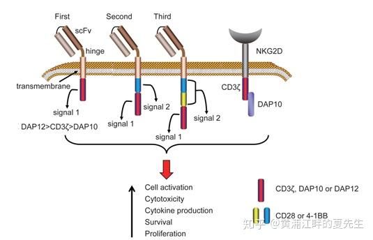 CAR-NK疗法技术与研发现状 - 知乎
