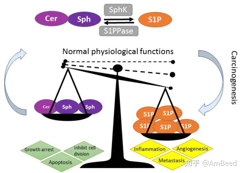 【AmBeed聚焦】SphK：疾病治疗中的脂质信号靶点研究 - 知乎