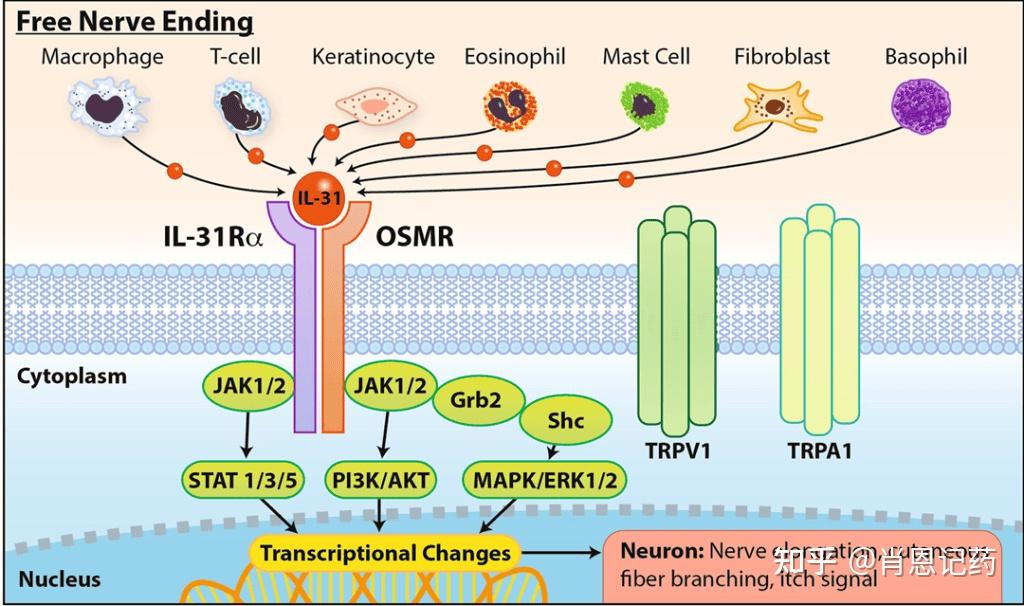 记住所有FDA生物药 | IL-31受体拮抗剂 | Nemolizumab 奈莫利珠单抗 | 结节性痒疹 - 知乎