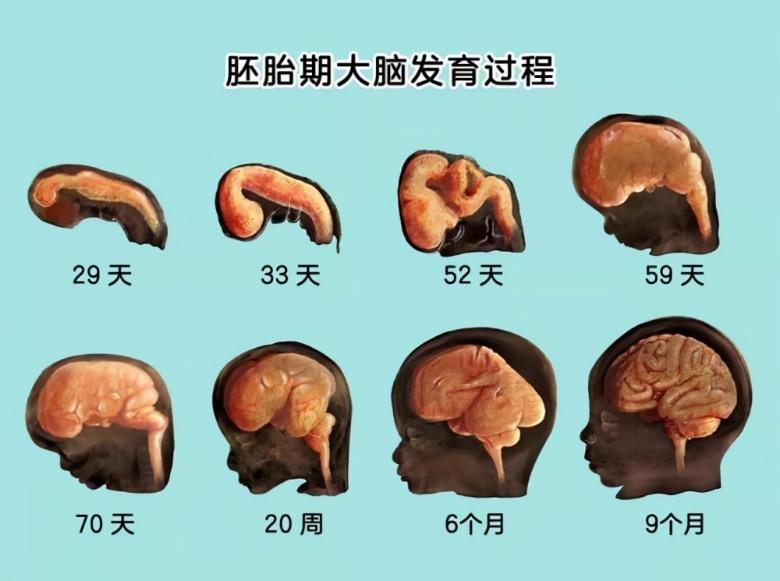 婴幼儿的大脑什么时候开始发育？说孩子能记住在孕妈肚子里的情况是真假？ 知乎 5906