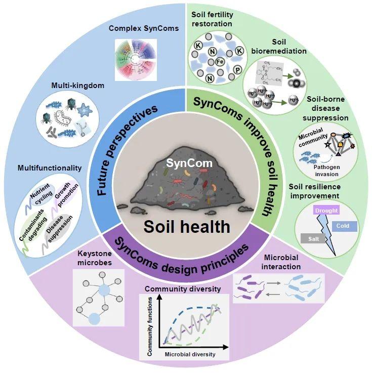iMeta | 李梅/韦中等揭示合成微生物群落在提升土壤健康研究中的应用进展 - 知乎