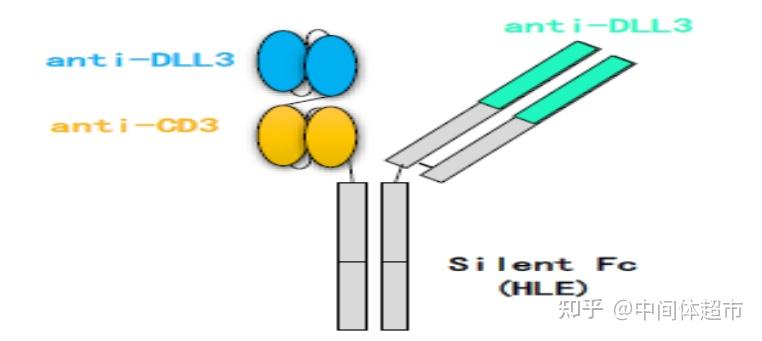 聚焦 DLL3 靶点，有望重塑 SCLC 治疗新格局 - 知乎