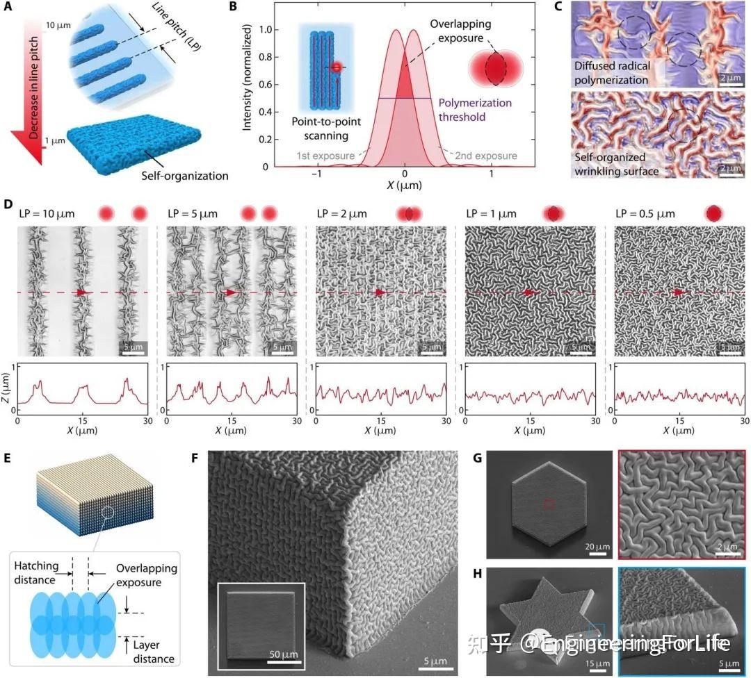 《Science Advances》：3D打印纳米皱纹结构新范例，飞秒激光直写诱导水凝胶热响应组装策略 - 知乎