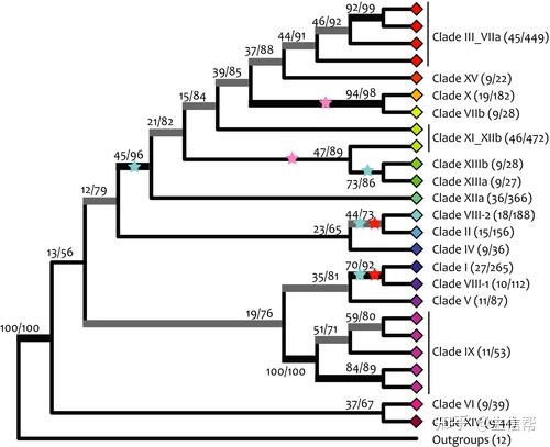基因家族｜LRR-RLK基因家族的进化分析 - 知乎