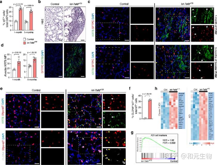 Nat Commun｜let-7通过抑制BACH1/EZH2/MYC轴，阻遏肺泡上皮细胞向促纤维化中间态的异常转化 - 知乎
