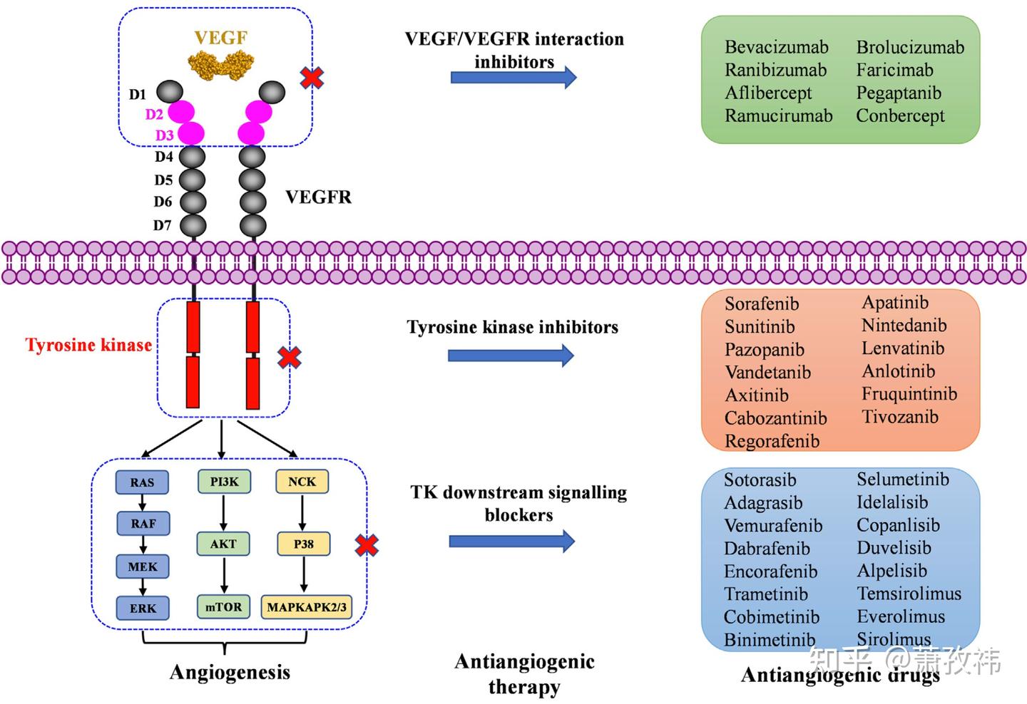 要想富，先修路：VEGFR的进击之路 - 知乎