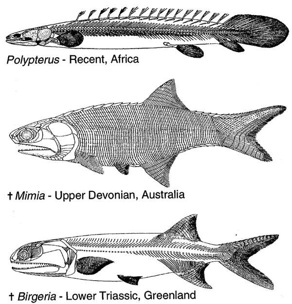 【地球演义】锦鳞记1：鱼龙潜跃水成文 - 知乎