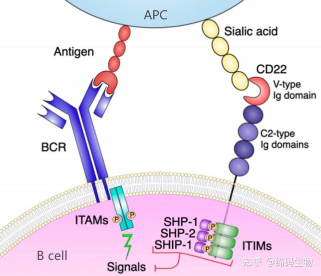 肿瘤免疫靶点 | CD22 - 知乎