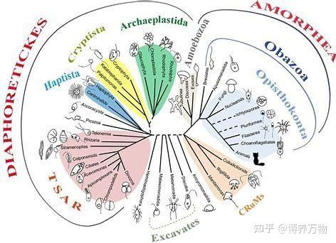 网鞭虫门Telonemⅰa ：形态特征最原始的色藻，却身世成谜 - 知乎