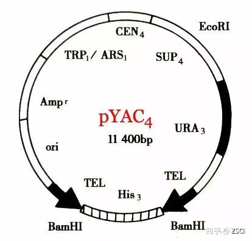 做了5年的载体实验，我把所有相关经验都总结在这篇文章了！ - 知乎
