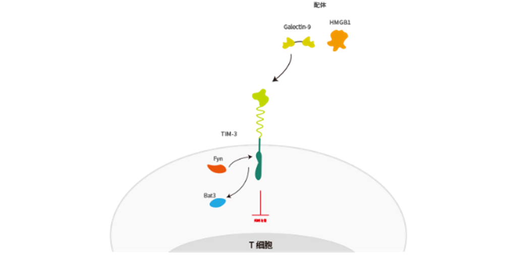 TIM-3靶点科普_机制原理&研究进展 - 知乎