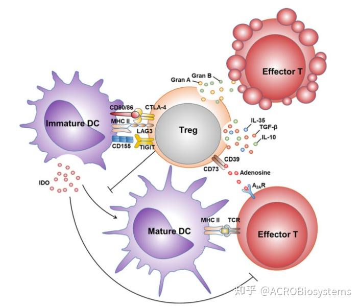 ACRO"膜杰作"又添新成员——全长七次跨膜蛋白CCR8 - 知乎