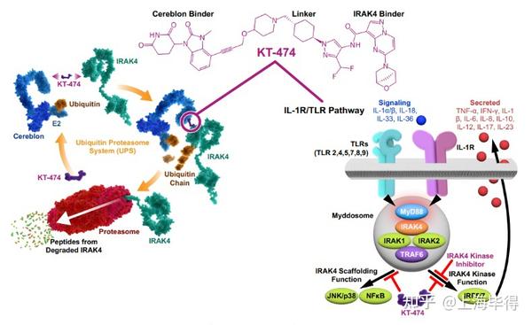 突破性PROTAC新药KT-474结构特点与合成路线揭秘 - 知乎