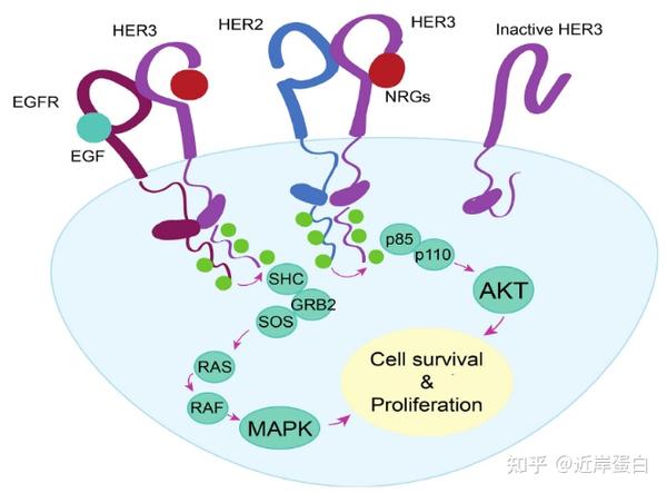 HER3沉淀三十年，终迎来高光时刻 - 知乎