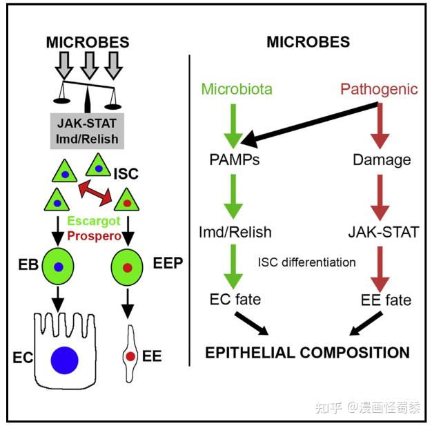 肠道干细胞研究进展（2022年10） - 知乎