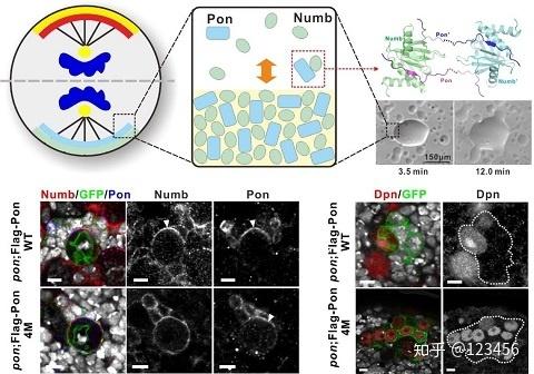 什么是「相分离（phase separation）」？近年来取得了哪些进展，会成为蛋白质研究的热点吗？ - 知乎