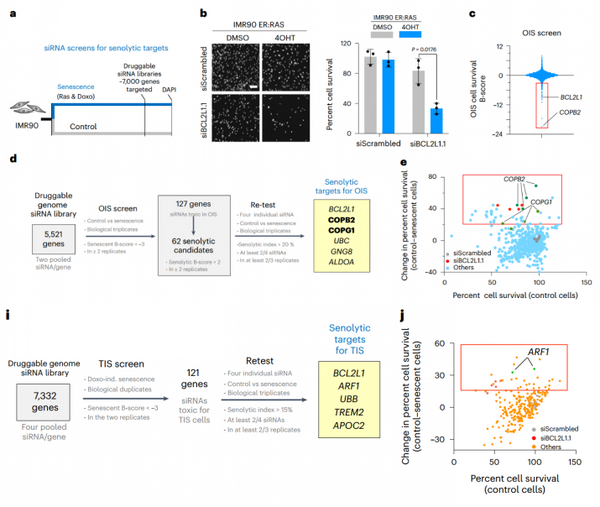 If 28 7！nature子刊发现抗衰老新靶点，功能基因筛选助力新药研究 知乎