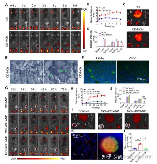 ACS Nano: 巨噬细胞膜包覆微藻利用光合作用持续产氧助力抗肿瘤声动力免疫治疗 - 知乎