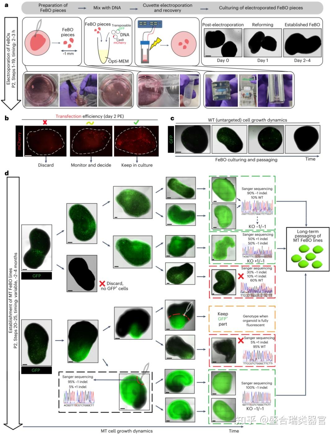 Nature Protocols |CRISPR编辑脑类器官构建脑肿瘤模型方案 - 知乎