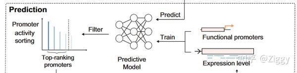 [论文研读]Synthetic promoter design in Escherichiacoli based on a deep ...