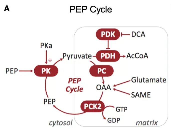 Cell Metab背靠背 | 糖尿病治疗新途径：丙酮酸激酶可同时改善胰岛素分泌和胰岛素抵抗 - 知乎