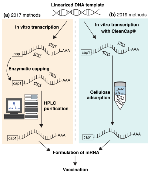 mRNA疫苗知多少 - 知乎