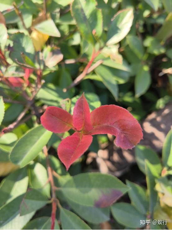 红米k60至尊版实际体验怎么样，红米k60至尊版有没有翻车 - 知乎