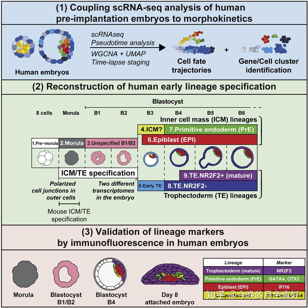单细胞文章打卡102---pseudotime & lineage - 知乎