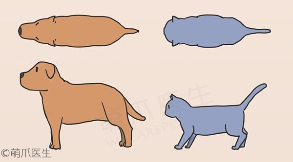看看你家宠物胖不胖——体况评分体系BCS - 知乎