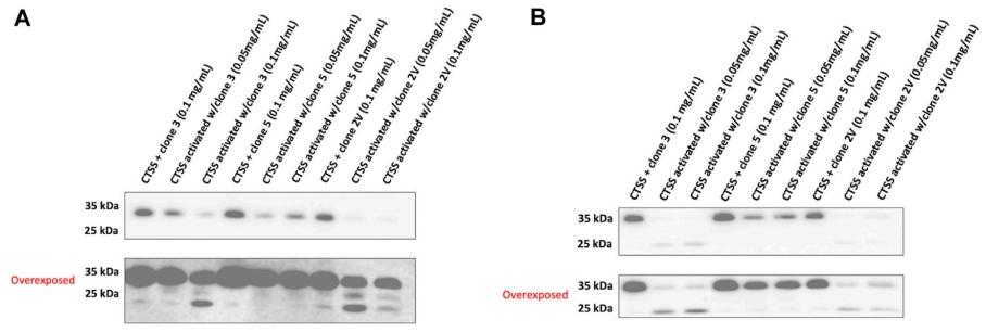 鲨鱼抗体vNAR | 靶向胞内溶酶体蛋白酶CTSS的新策略 - 知乎