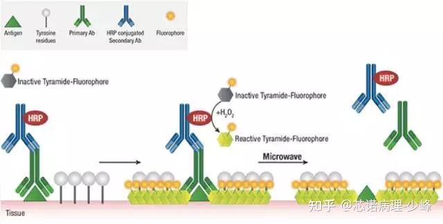 石蜡切片免疫荧光双标-TSA - 知乎