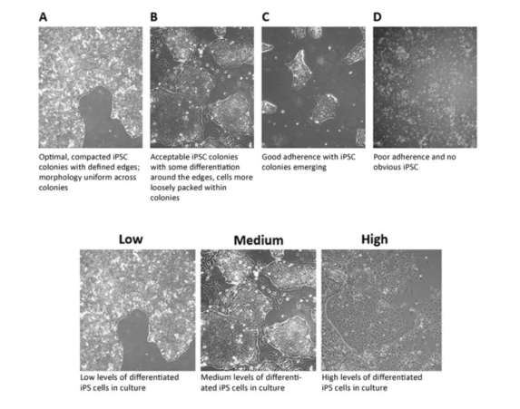 iPSC基因编辑过程状况百出？这些实践中屡试不爽的方法分享给你！ - 知乎