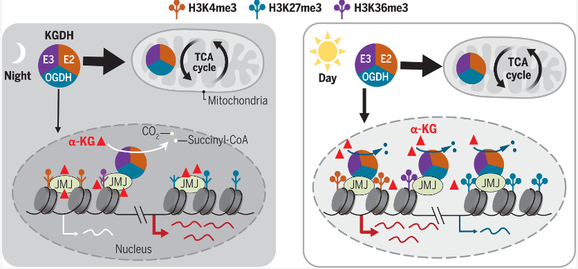 发现：通过KGDH控制组蛋白去甲基化 - 知乎