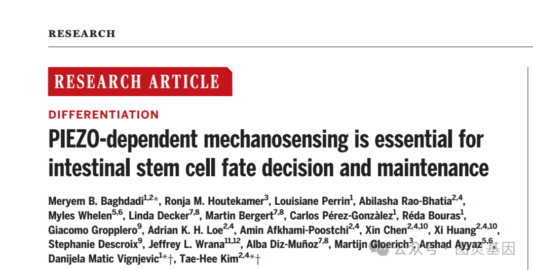 Science | PIEZO介导的机械感知在肠道干细胞命运决定和稳态维持中的重要作用 - 知乎