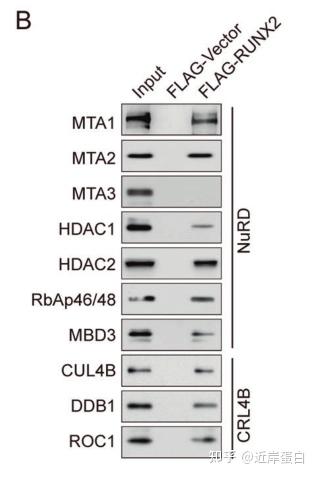 乳腺癌的发生与骨转移癌---- 解析RUNX2/NuRD(MTA1)/CRL4B复合体的作用机制 - 知乎