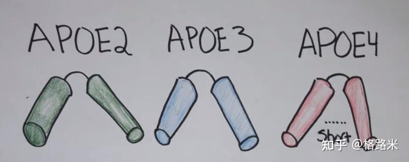 APOE载脂蛋白的作用 - 知乎