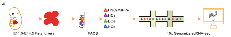 文献速递|首次发现了小鼠胎肝发育中造血干细胞和多能祖细胞扩增的基本功能单元，为造血干细胞的体外扩增提供了新的理论支持。 - 知乎